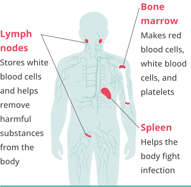 Learn about follicular lymphoma (FL) | LUNSUMIO™ (mosunetuzumab-axgb)